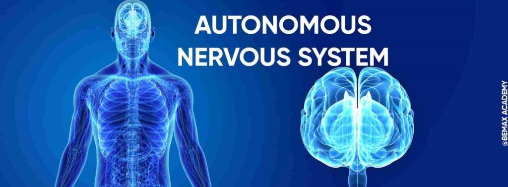 Understanding the Autonomic Nervous System: A Comprehensive Guide ...